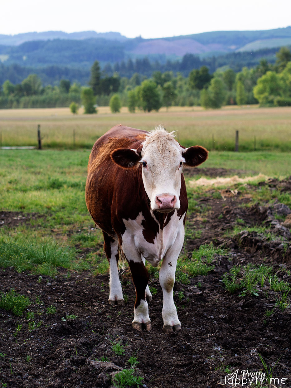 cow-on-farm – A Pretty Happy Home