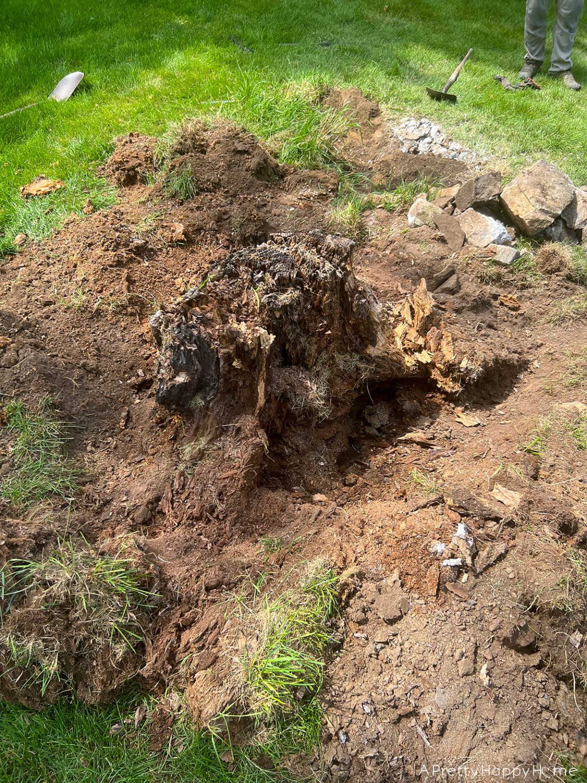 The Age-Related Reason Why We’re Removing Tree Stumps – A Pretty Happy Home