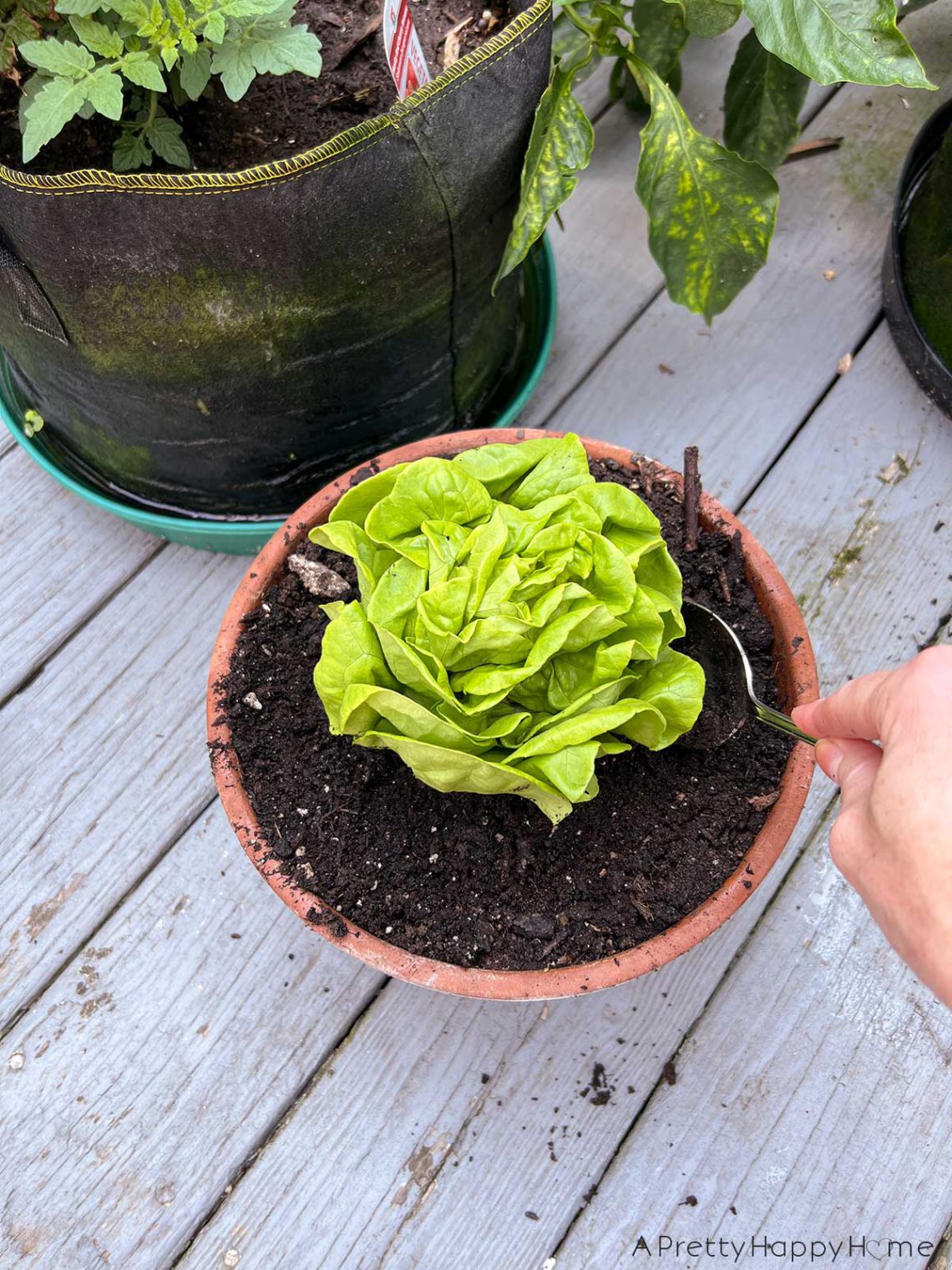 How To Plant Hydroponic Lettuce From the Grocery Store – A Pretty Happy ...